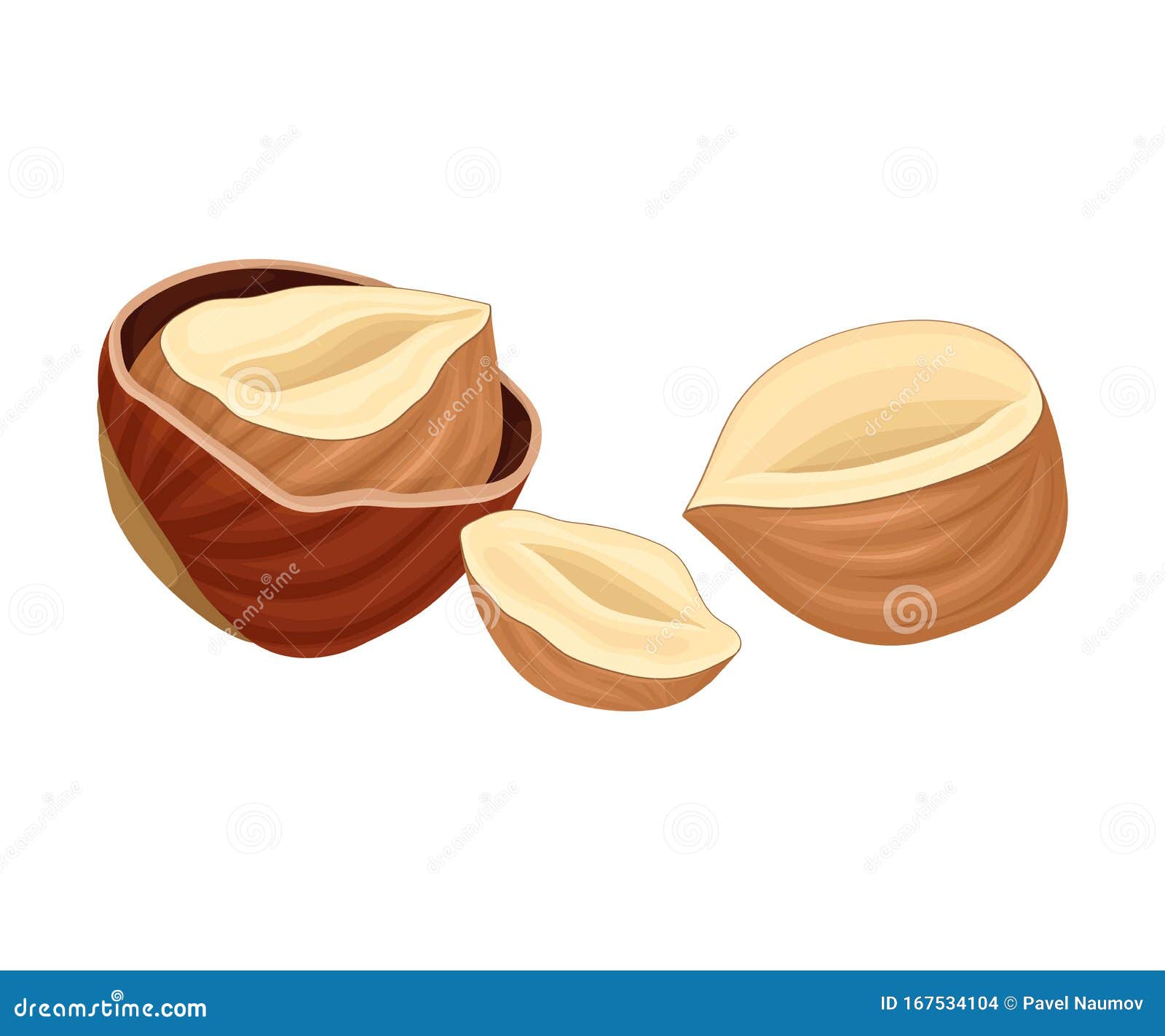 Hazelnut Isolated On White Background Vector Illustration In Flat ...