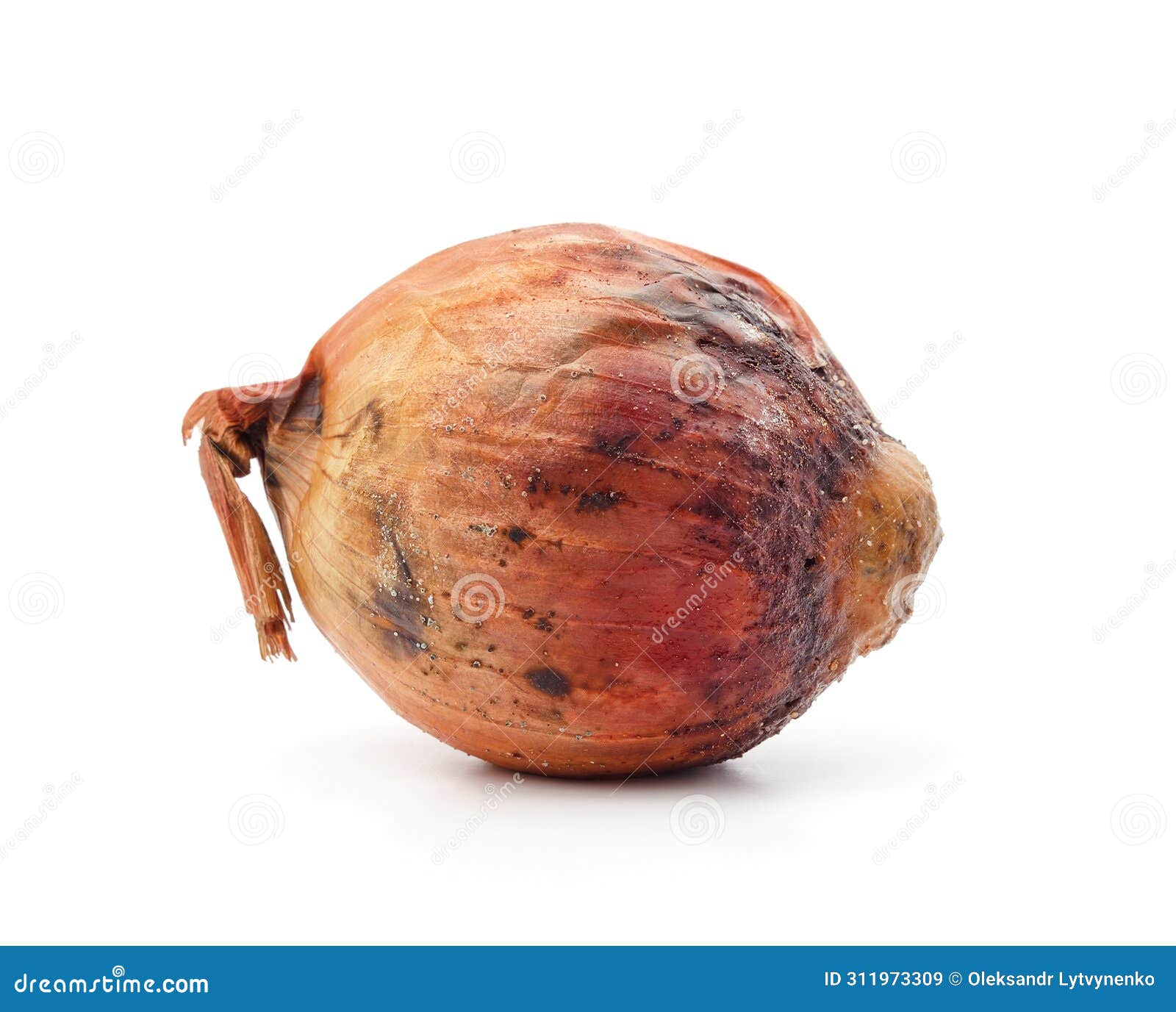 Whole spoiled onion stock image. Image of illness, rotten - 311973309
