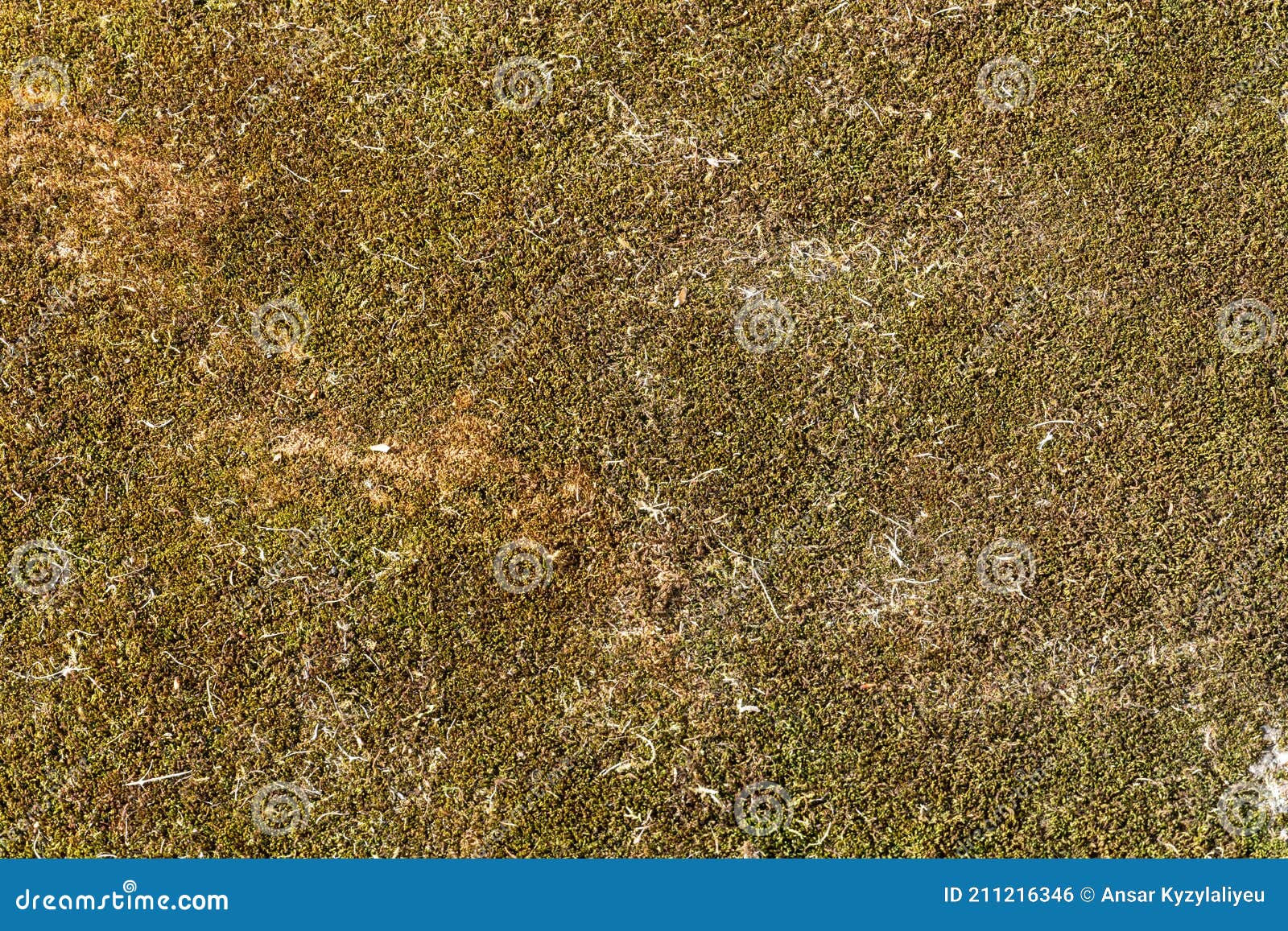 The Whole Surface is Covered with Moss, Nature Background Stock Photo ...