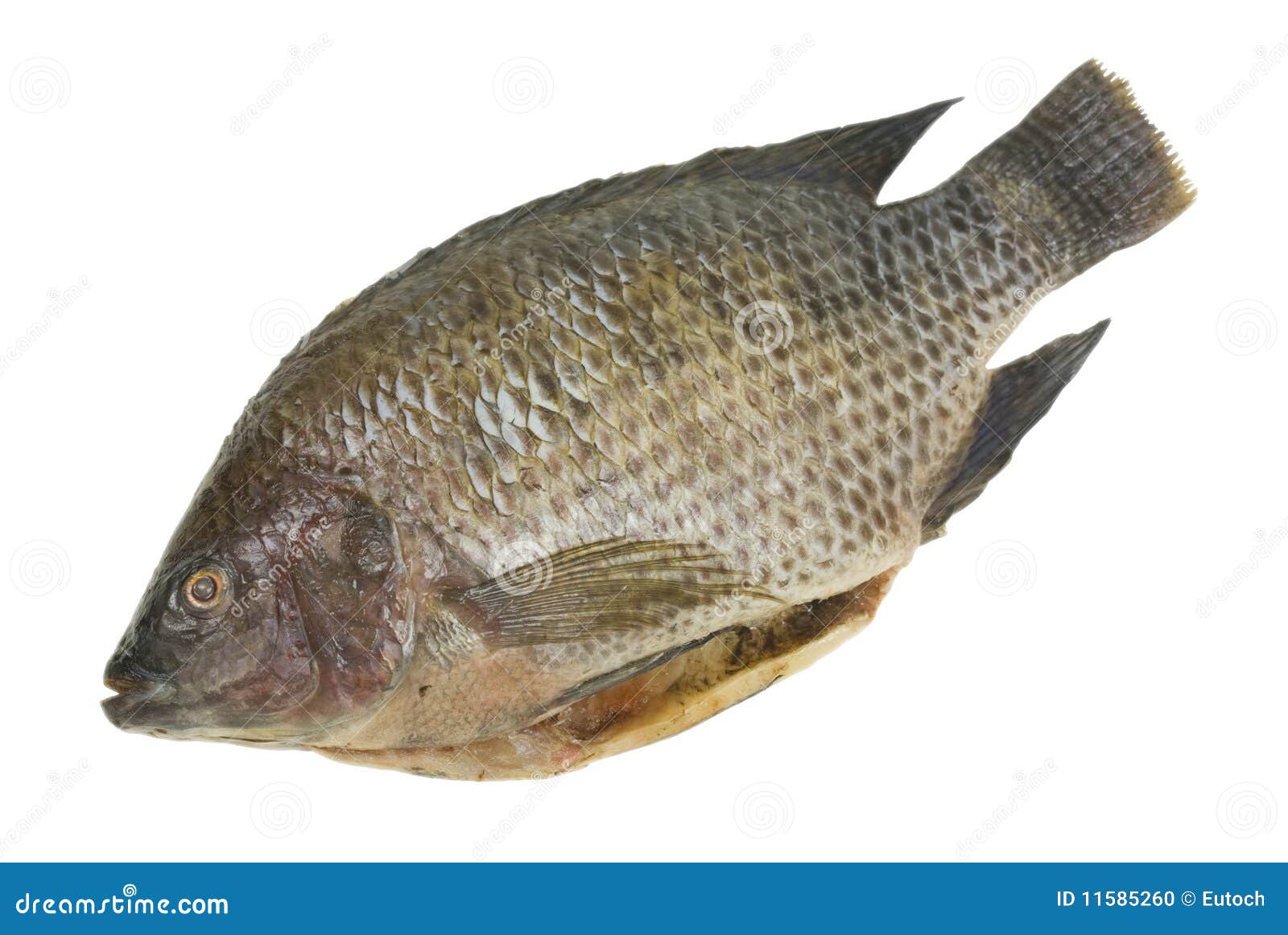 The Tilapia Fish. Royalty-Free Stock Photo | CartoonDealer.com #84069963