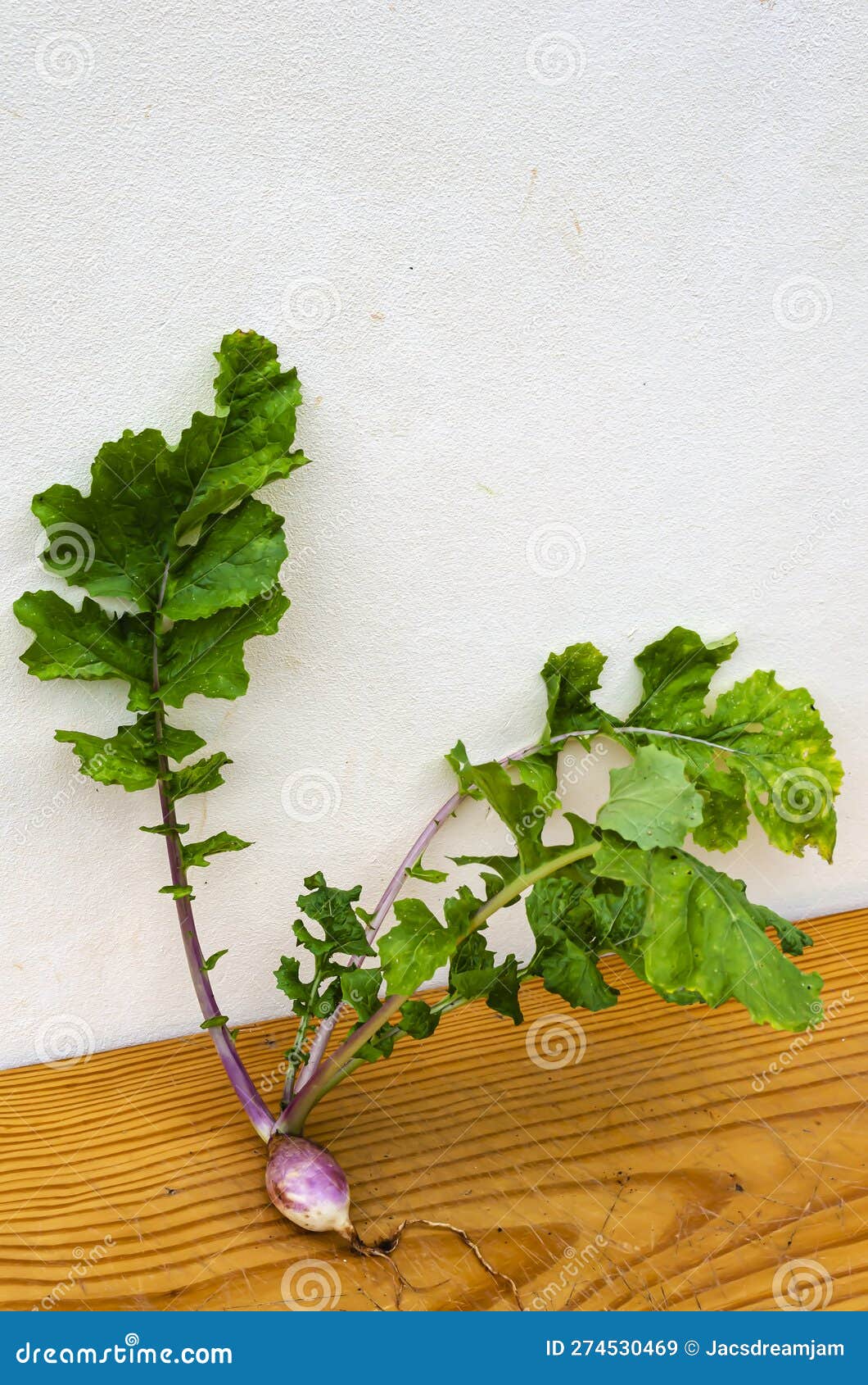 Whole Turnip on Board Surface Stock Image - Image of leaf, green: 274530469