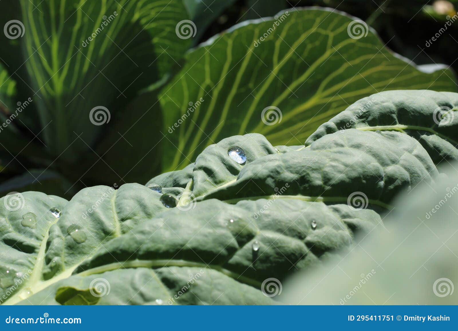 The Whole Universe in One Drop Stock Image - Image of leaf, universe ...