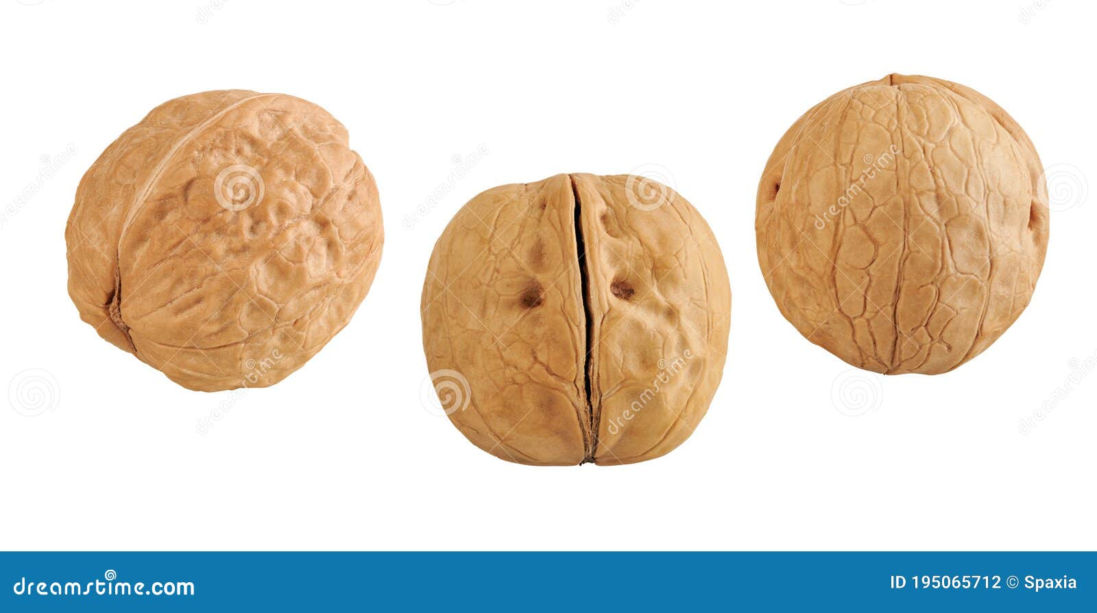 Whole Walnut Royalty-Free Stock Image | CartoonDealer.com #27748144