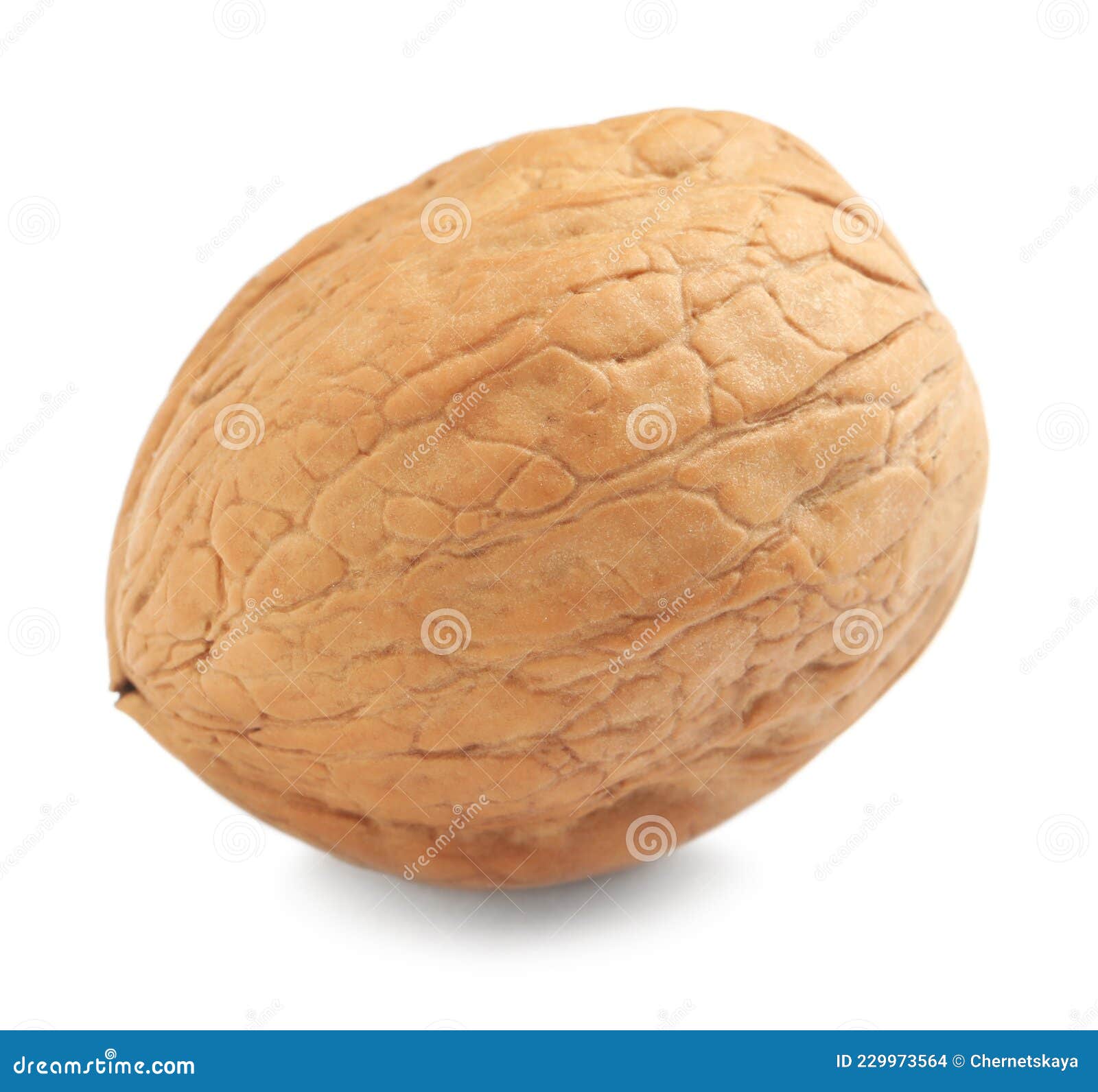 Whole Walnut in Shell Isolated on White Stock Photo - Image of plant ...