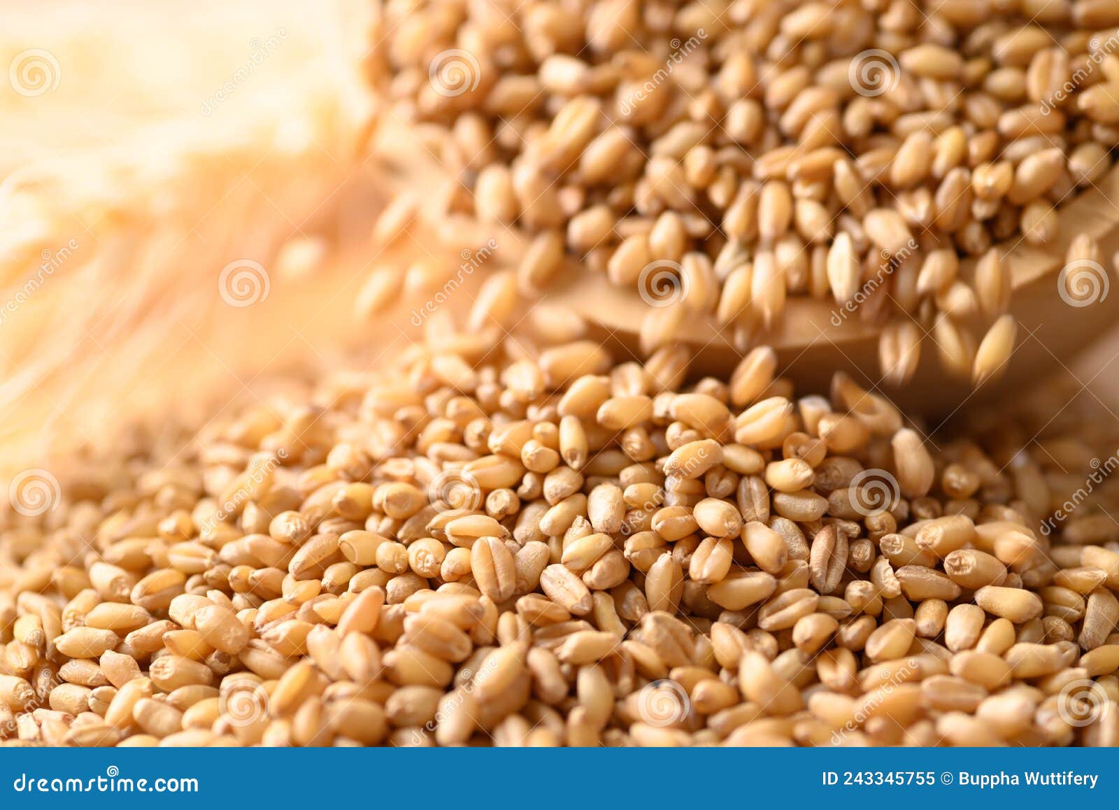 Whole Wheat Grain, Food Ingredients Stock Image - Image of brown ...