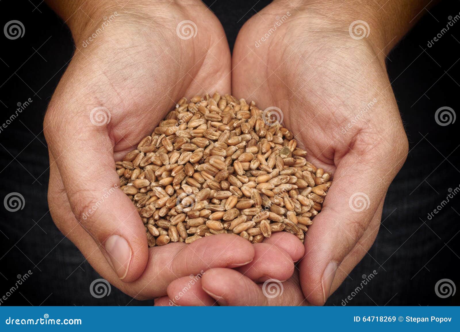 Whole Wheat Grain Kernels in Woman Hands Stock Image - Image of brown ...