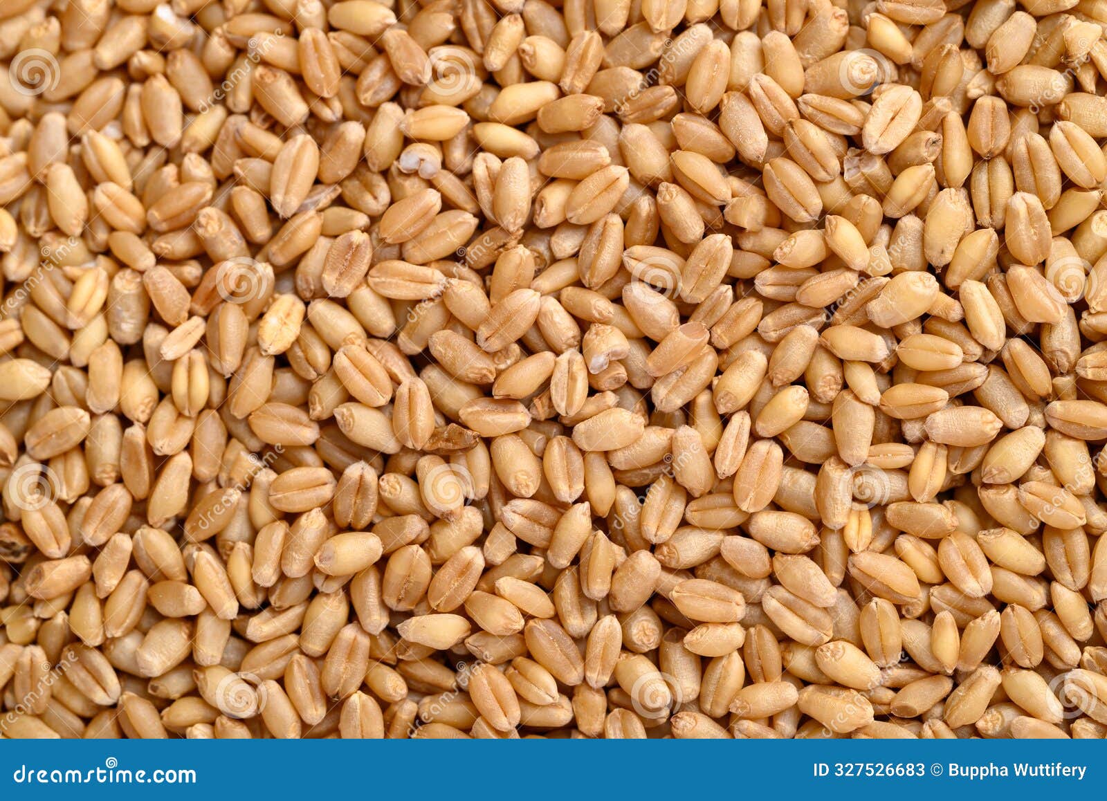 Whole Wheat Grain Texture Background, Food Ingredient Stock Image ...