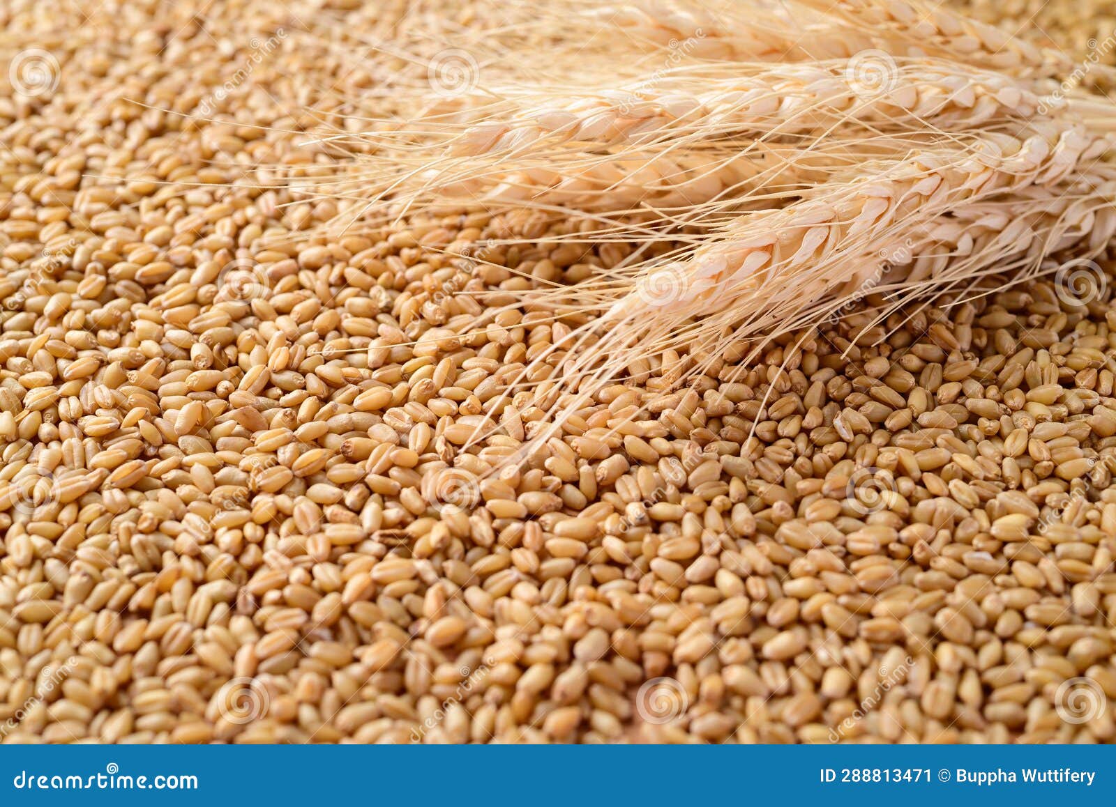 Whole Wheat Grain Texture Background Stock Image - Image of agriculture ...