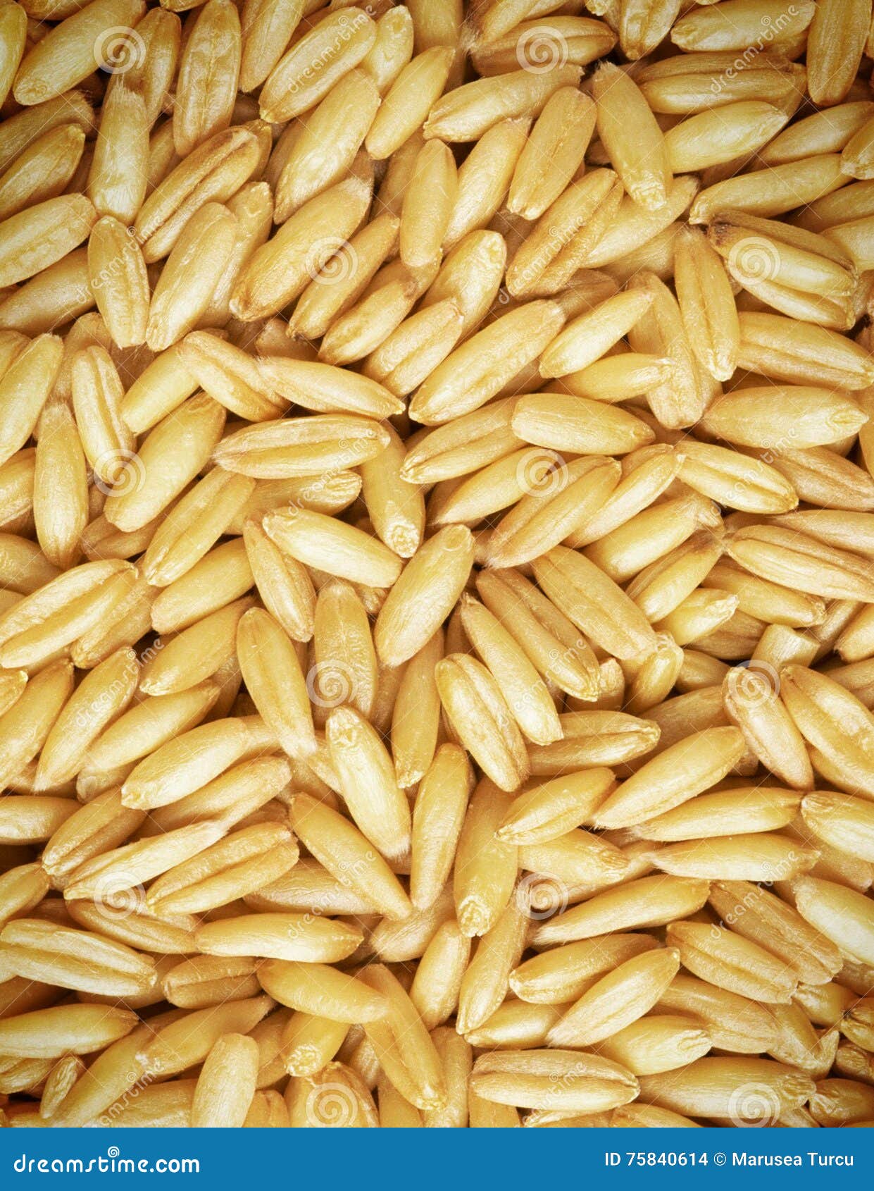 Whole Wheat Grains Close Up Stock Photo - Image of particle, harvesting ...