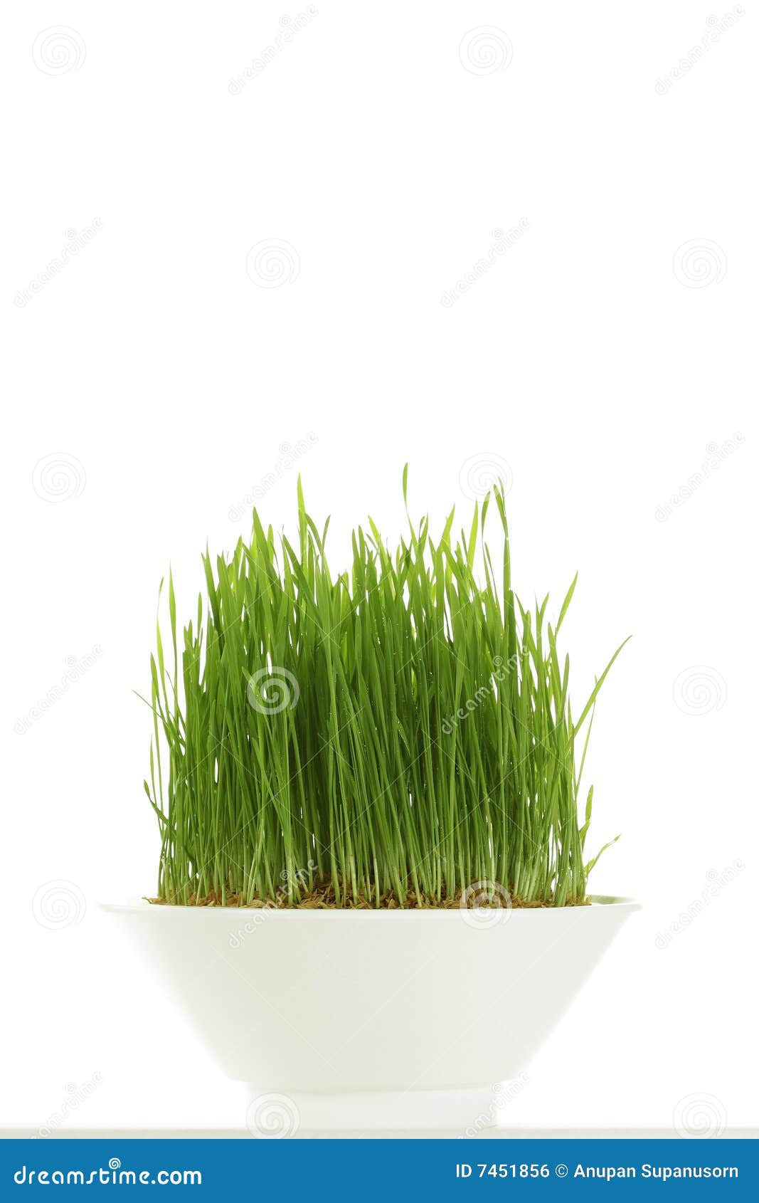 Whole wheatgrass stock photo. Image of fresh, wheat, growth - 7451856