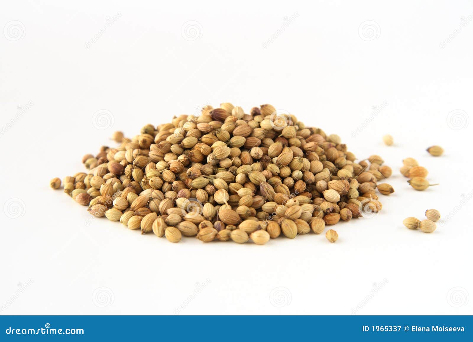 Whole White Dhania Coriander Stock Image - Image of curry, coriander ...
