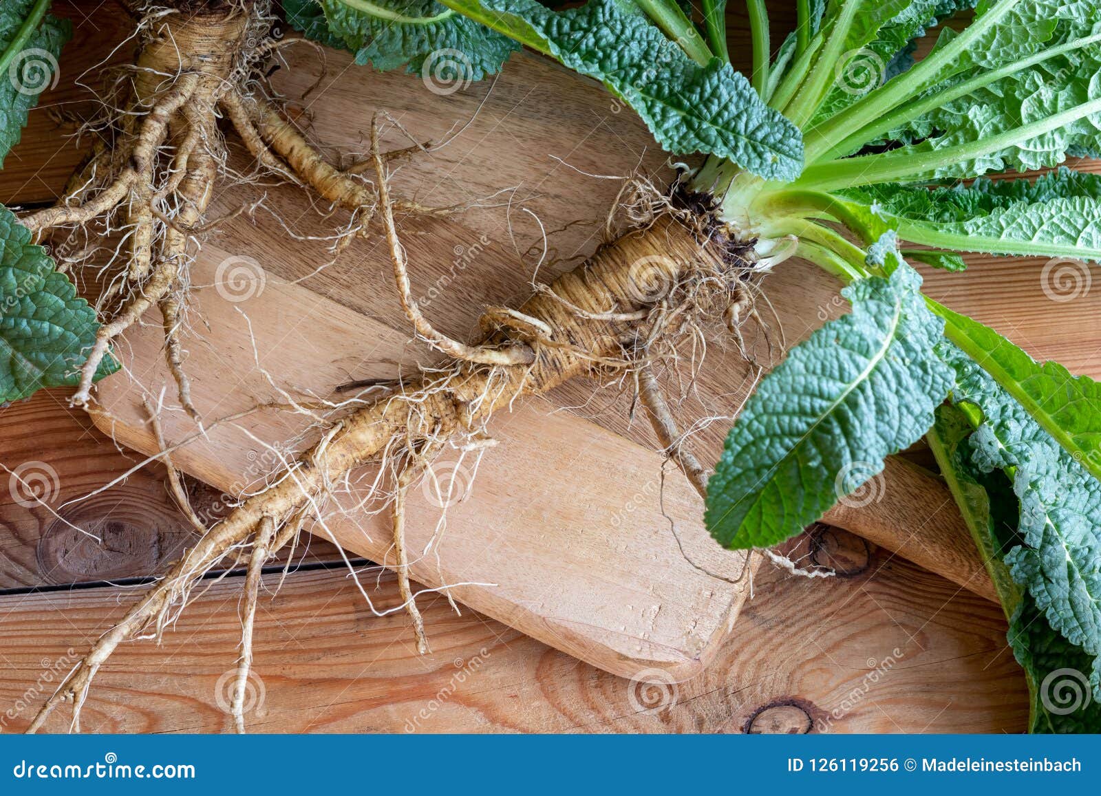 Whole Wild Teasel Root on a Table Stock Photo - Image of edible ...