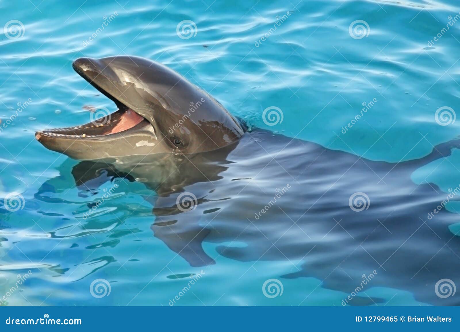 Wholphin Con La Boca Abierta Imagen de archivo - Imagen de aleta ...