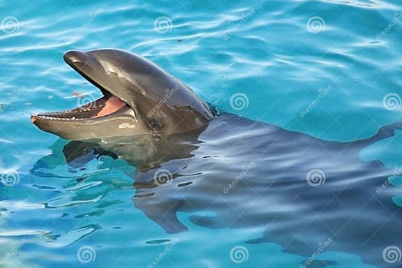 Wholphin met Open Mond stock afbeelding. Image of water - 12799465