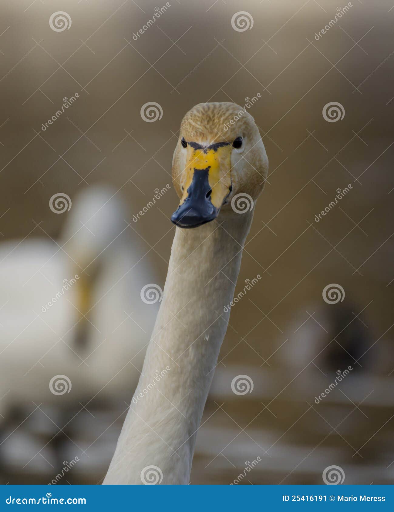 Whooper Swan stock image. Image of white, animal, wildlife - 25416191
