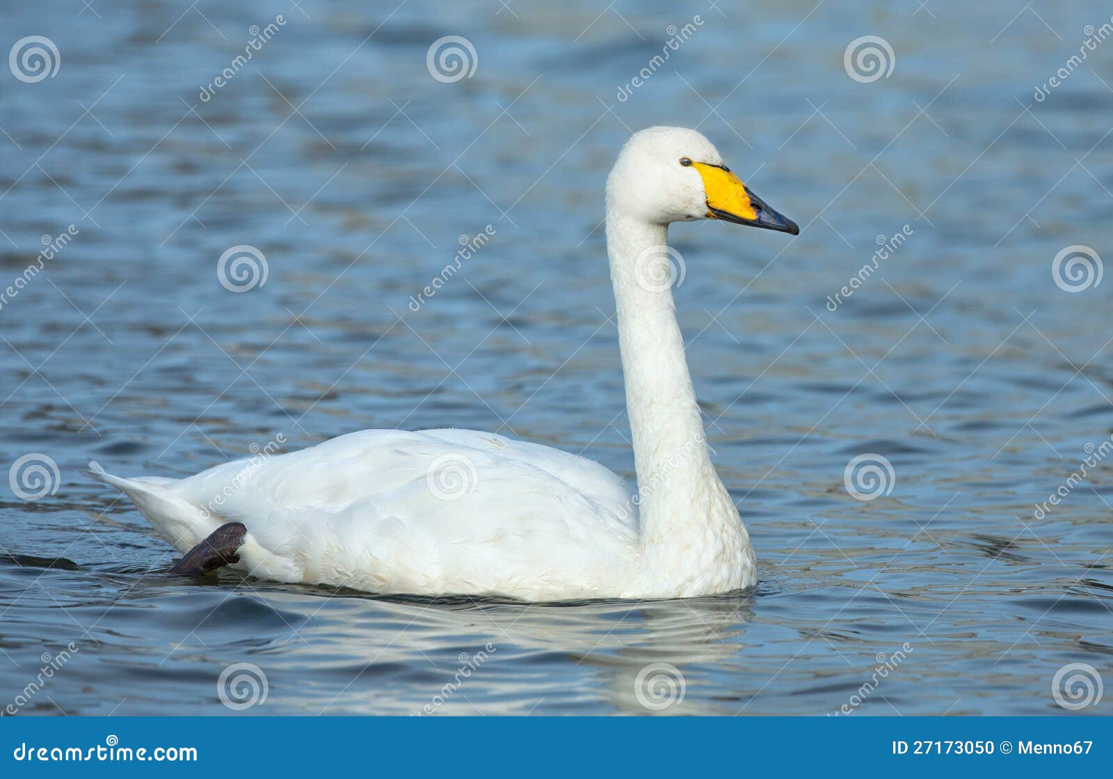 Whooper swan stock photo. Image of aves, volatile, vertebrate - 27173050