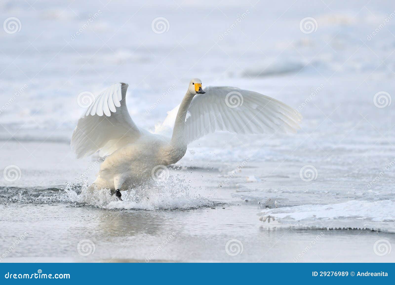 Whooper Swan stock image. Image of fying, kussharo, flight - 29276989