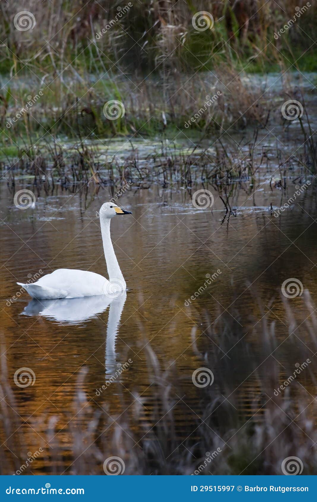 Whooper swan stock image. Image of birds, animal, bird - 29515997