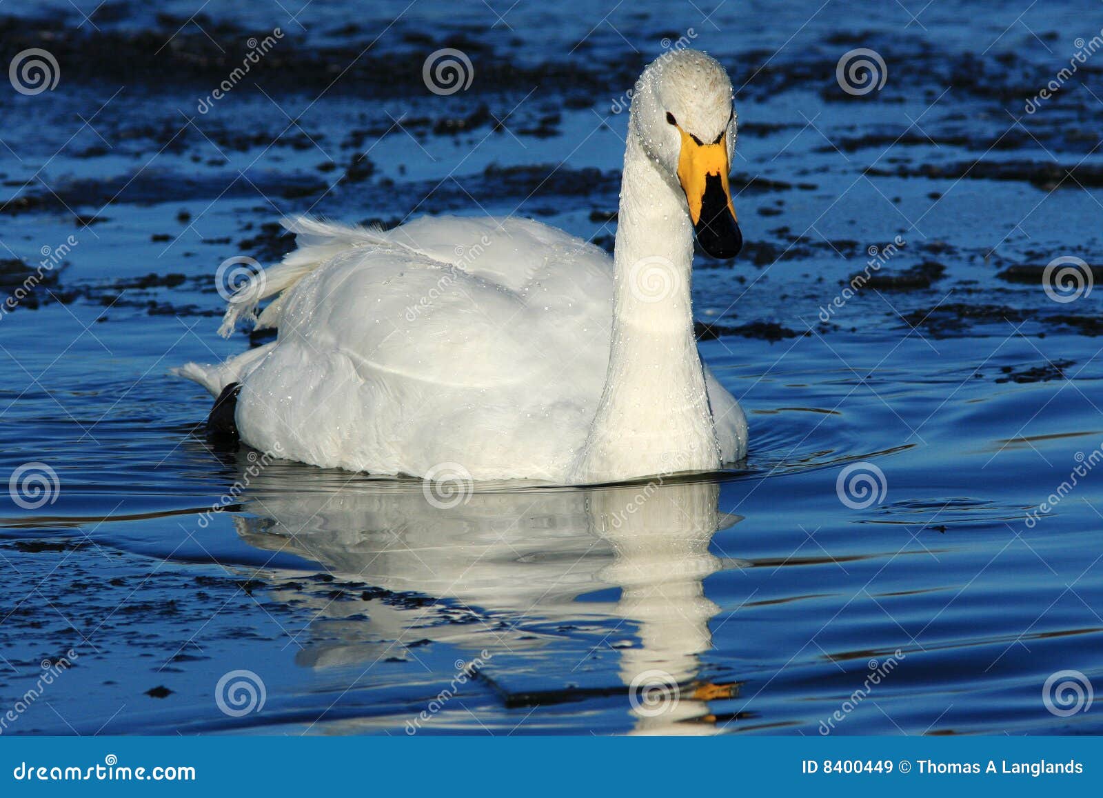 Two Of The Whooper Swan Flapping Their Wings Stock Image ...