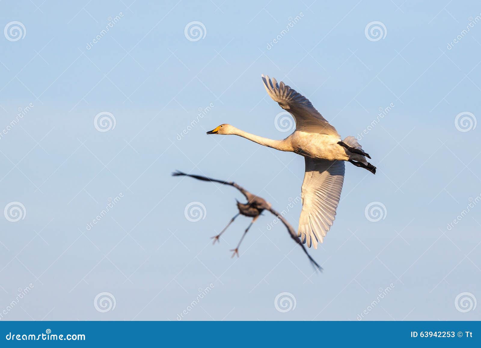 Whooper Swan and crane stock image. Image of blue, wildlife - 63942253