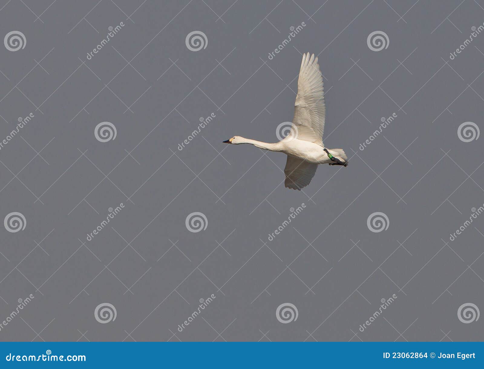 A Whooper Swan in flight stock photo. Image of europe - 23062864