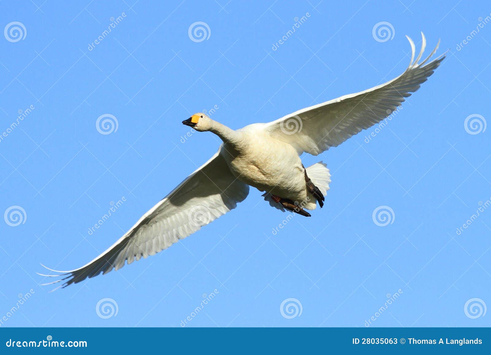 Whooper Swan in Flight stock image. Image of flight, whoopers - 28035063