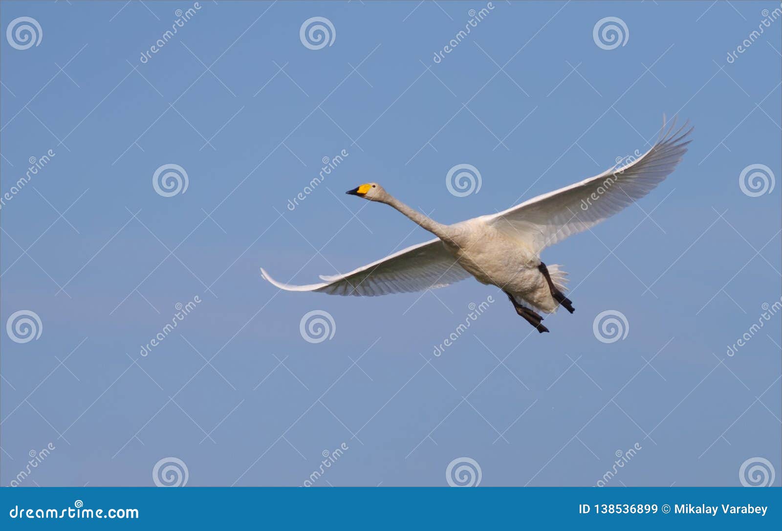 Whooper Swan Flying Over Blue Sky Stock Image - Image of summer, cygnus ...