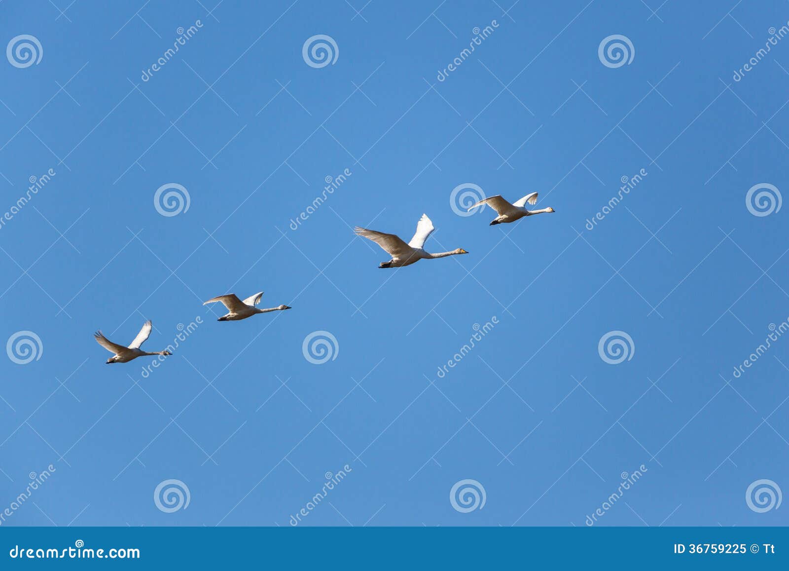 Whooper Swan stock image. Image of people, view, birds - 36759225
