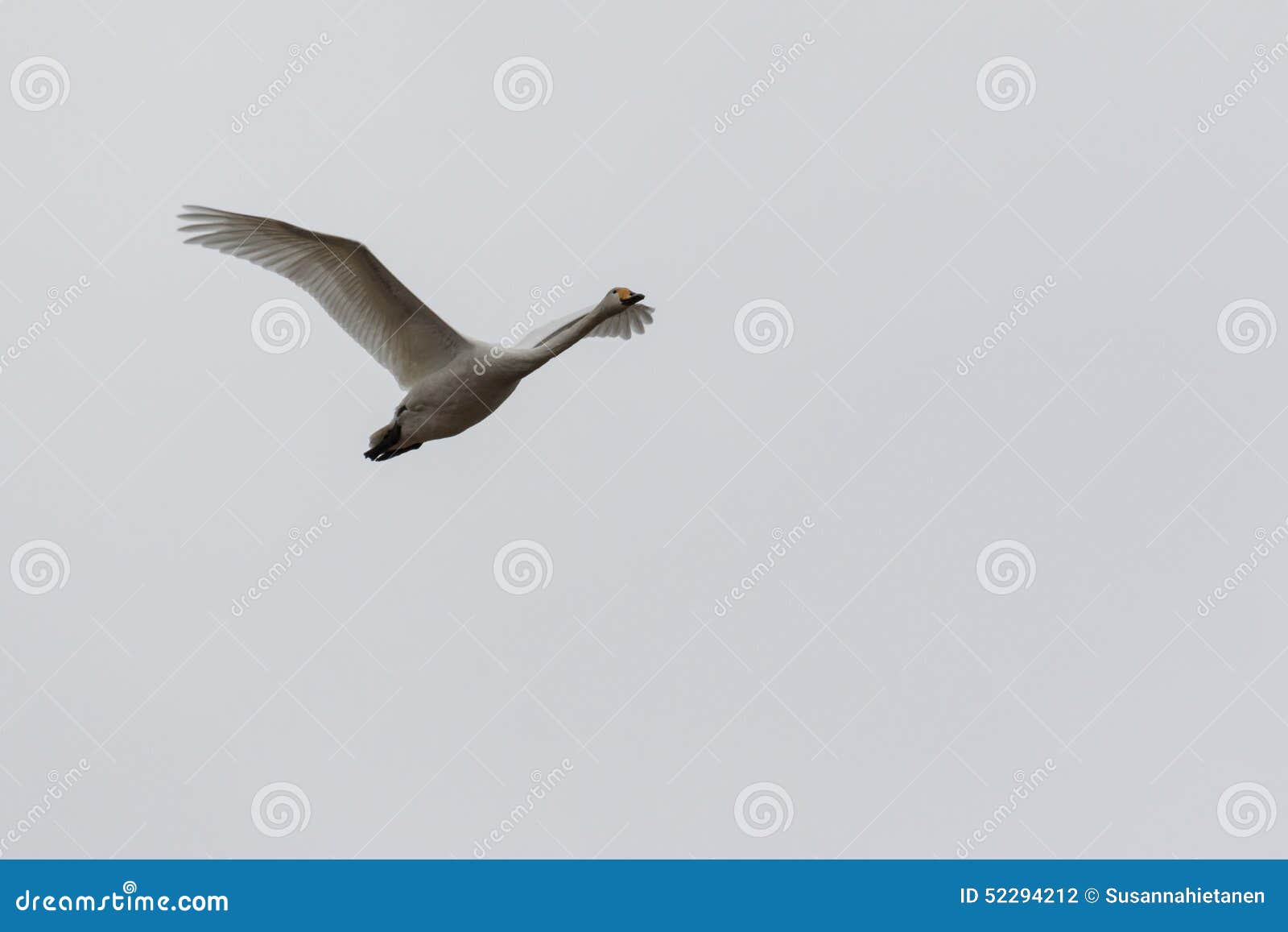 Whooper swan flying stock photo. Image of outdoors, wings - 52294212