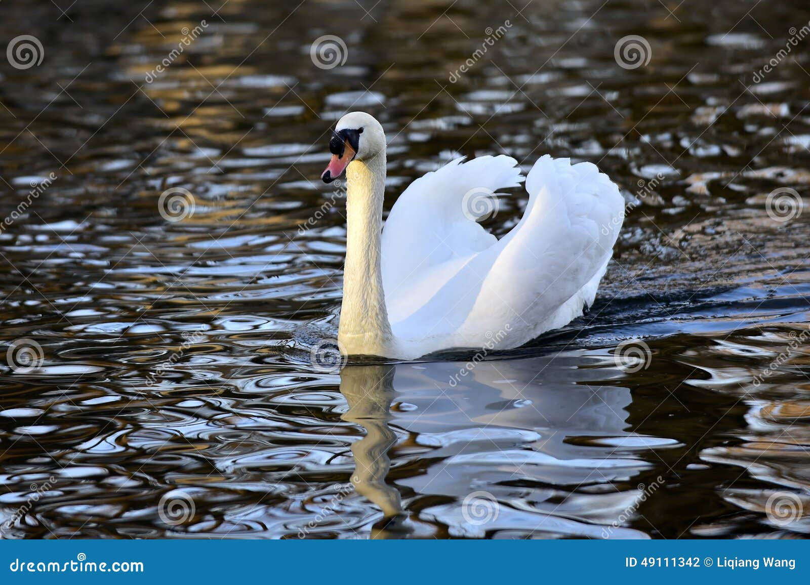 Whooper swan stock photo. Image of background, swan, decoration - 49111342