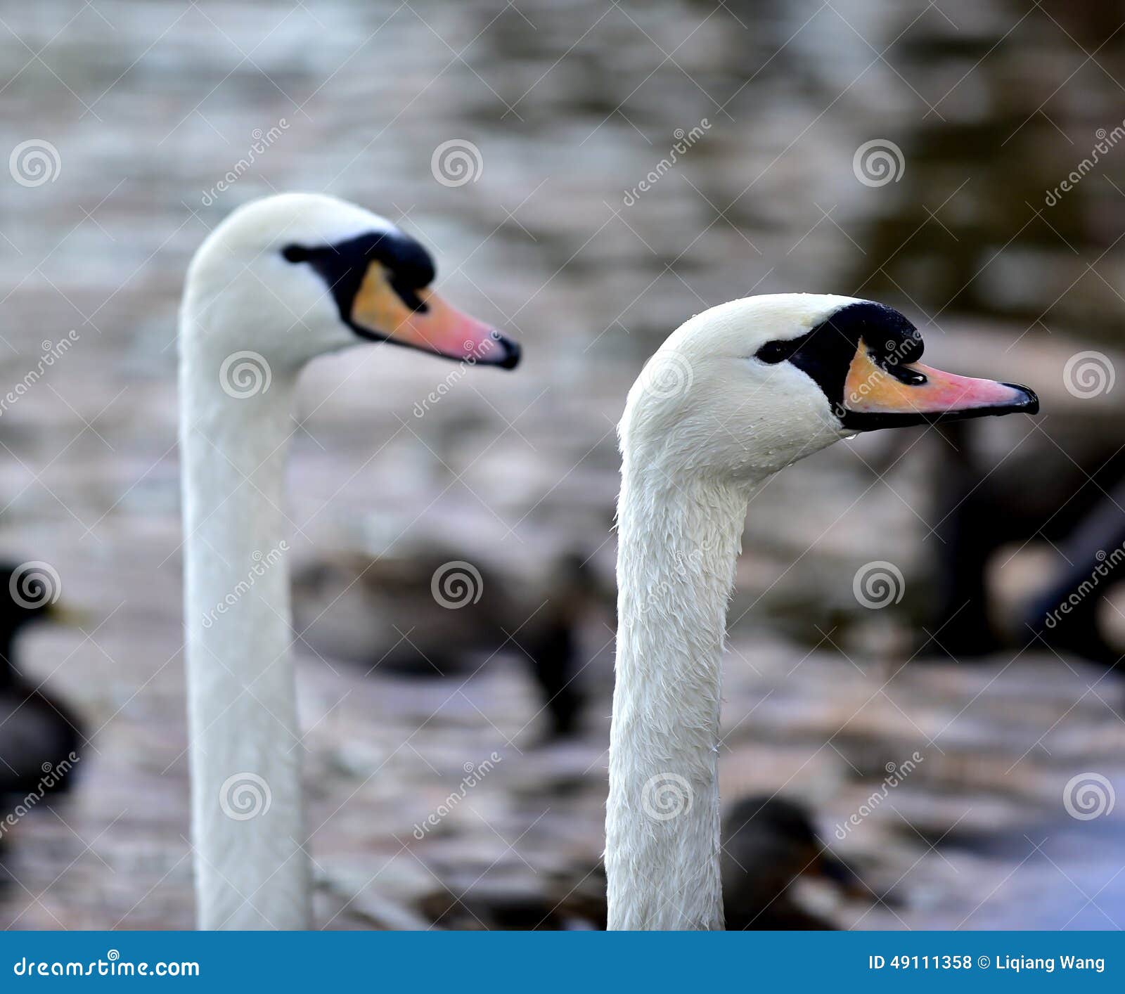 Whooper swan stock photo. Image of lake, birds, reflection - 49111358