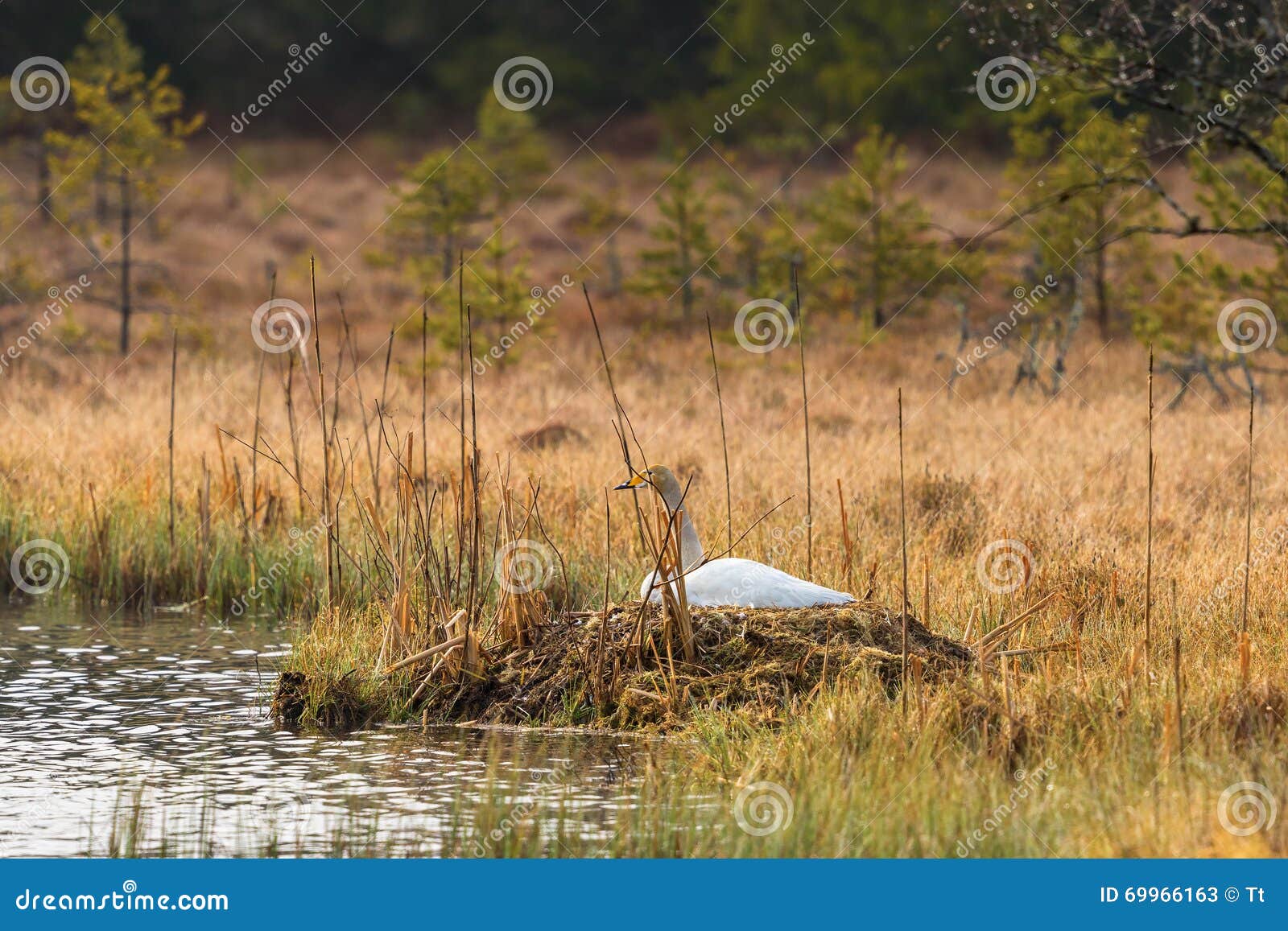 Whooper swan nesting stock image. Image of tranquil, lake - 69966163