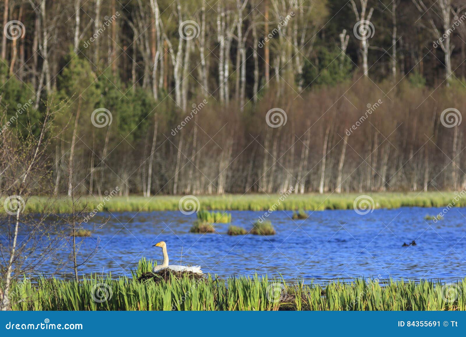 Whooper Swan Nesting at Spring Stock Image - Image of animal, marsh ...