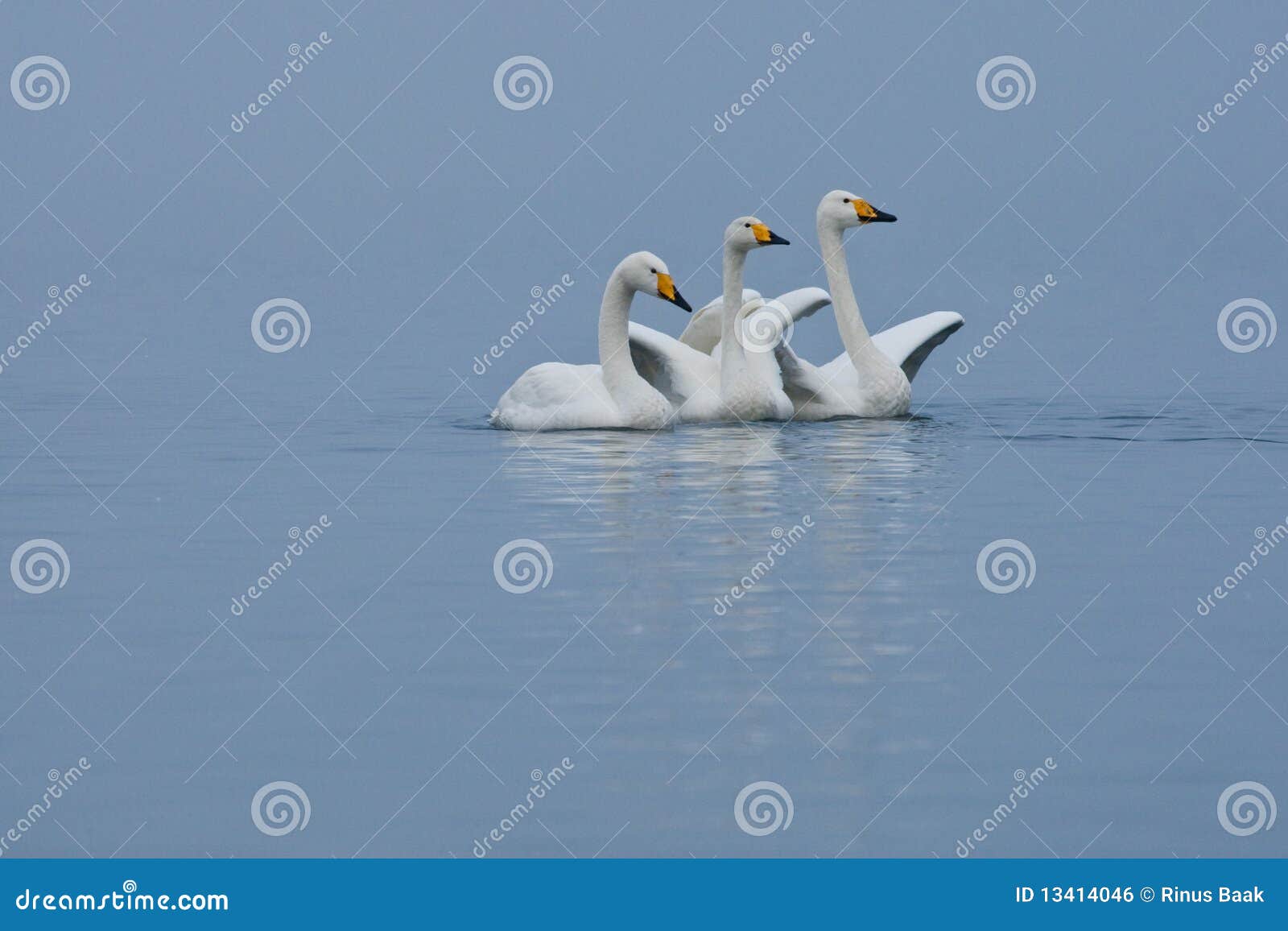 Whooper Swans stock photo. Image of family, wings, animal - 13414046