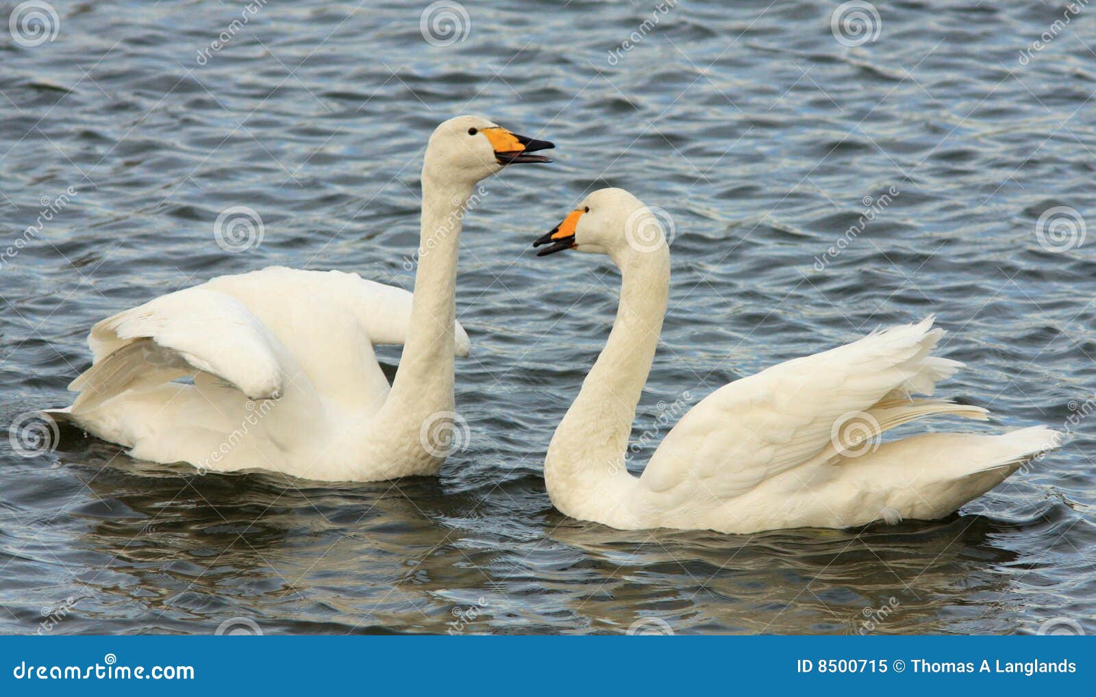 Whooper Swans stock image. Image of preservation, winged - 8500715