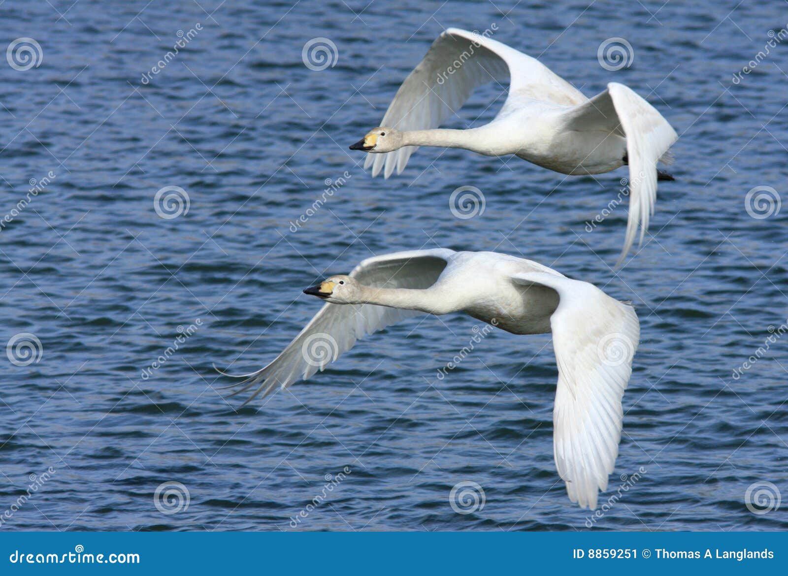 Whooper Swans in Flight stock image. Image of protection - 8859251