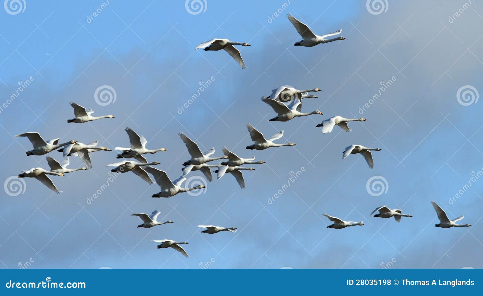 Whoopers in Flight stock photo. Image of natural, scottish - 28035198