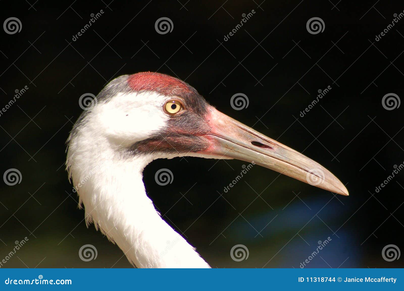 Whooping Crane stock photo. Image of cranes, tideflats - 11318744