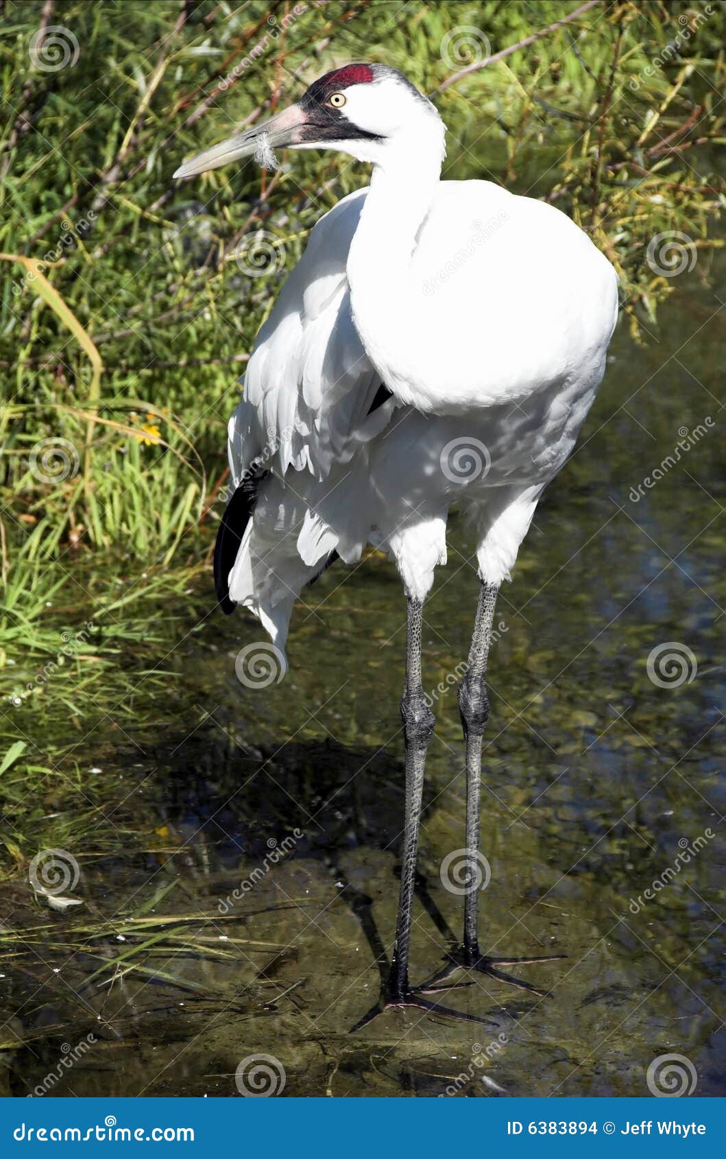 Whooping Crane stock photo. Image of threatened, crane - 6383894