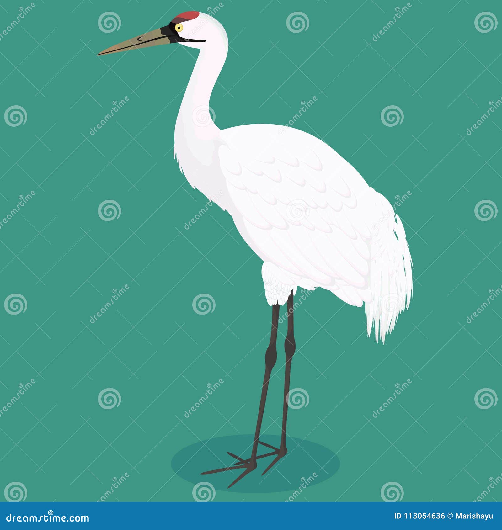 Whooping crane cartoon stock vector. Illustration of ornithology ...