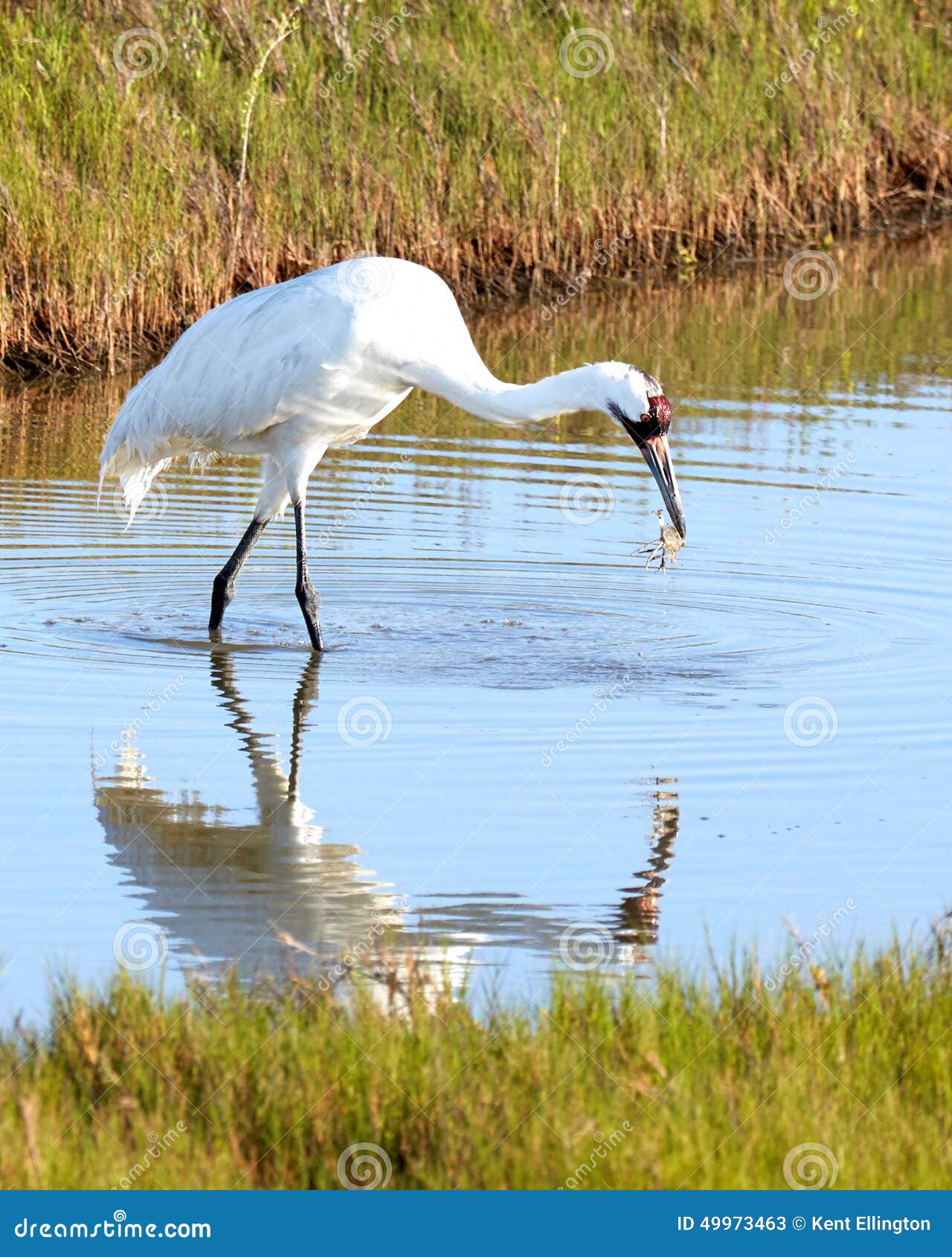 Whooping Crane Eating