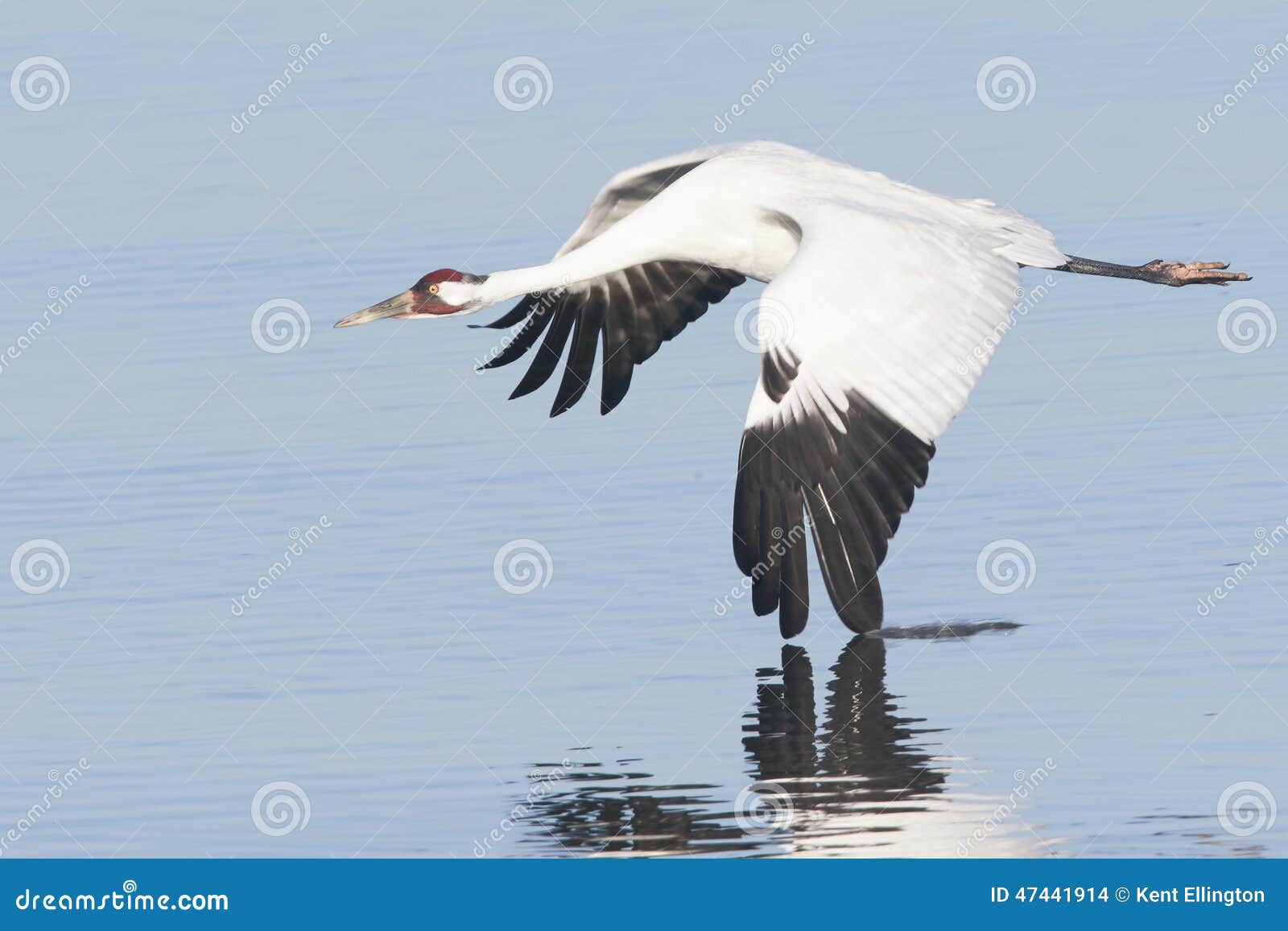 Whooping Crane in Flight with Wing in Water Stock Photo - Image of ...