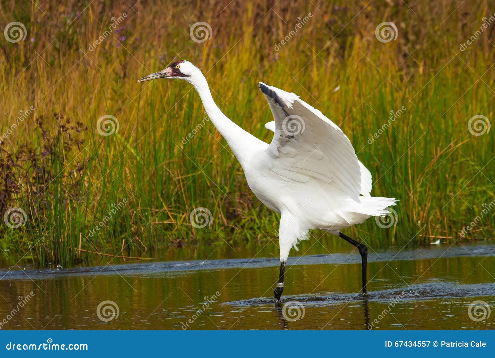 Whooping Crane 2 stock image. Image of water, grass, whooping - 67434557