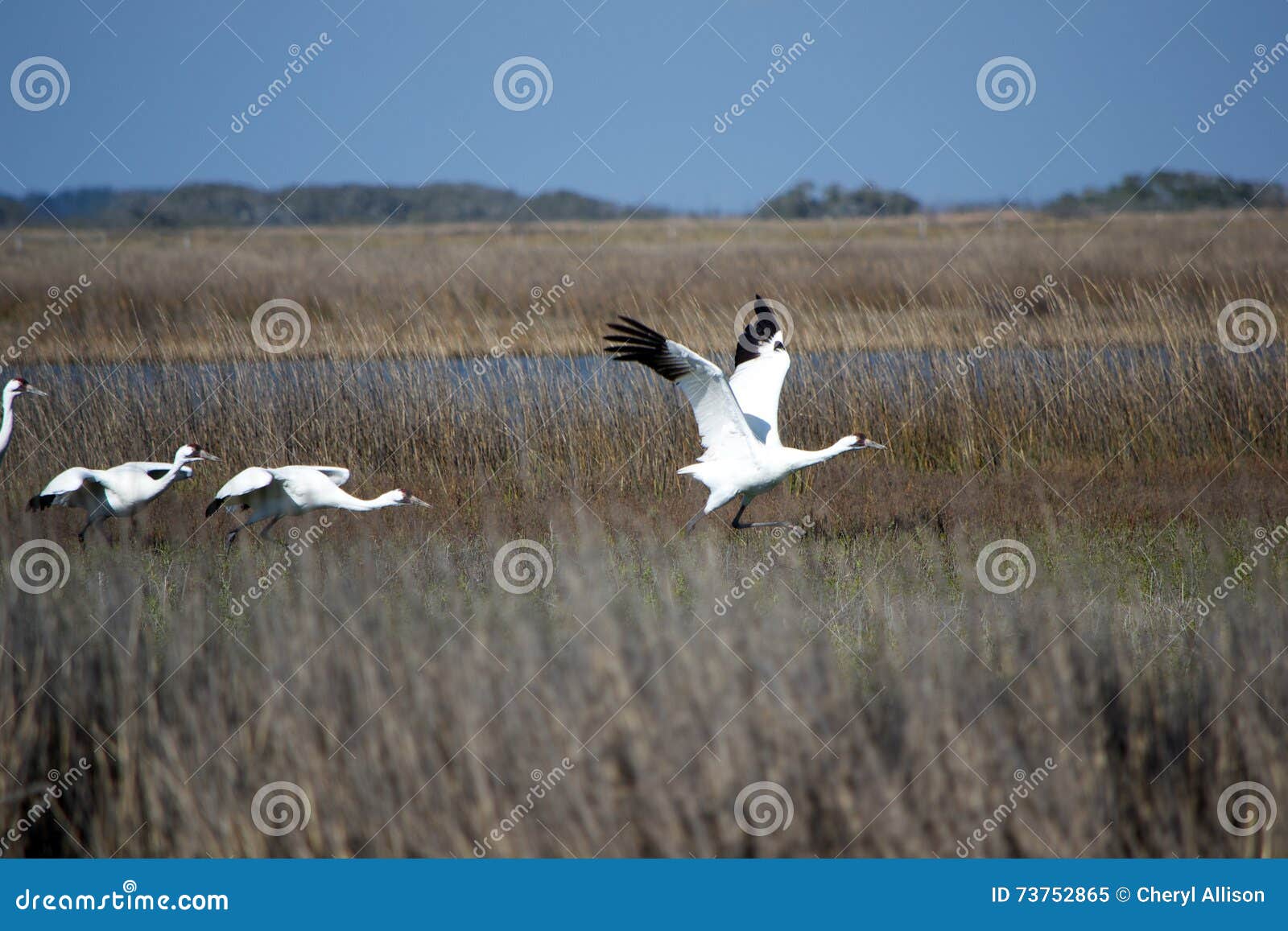 Whooping Cranes about To Fly Stock Image - Image of endangered, migrate ...