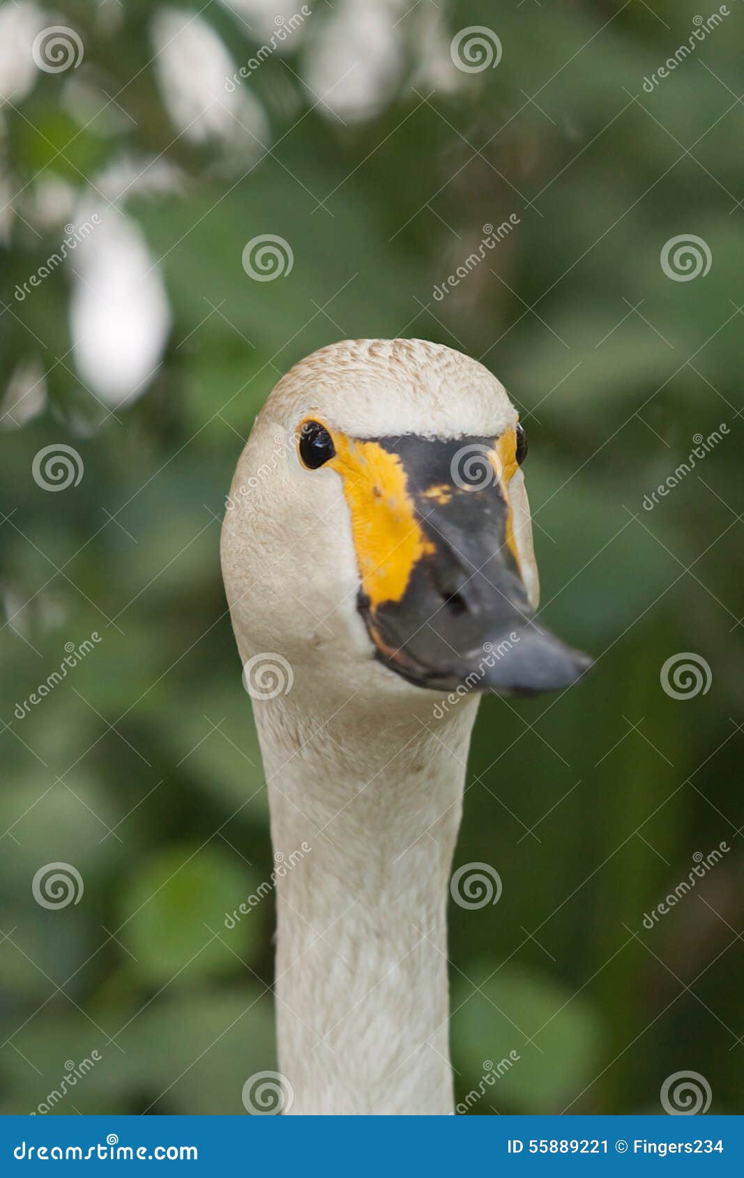 Whopper swan portrait stock image. Image of whooper, bird - 55889221