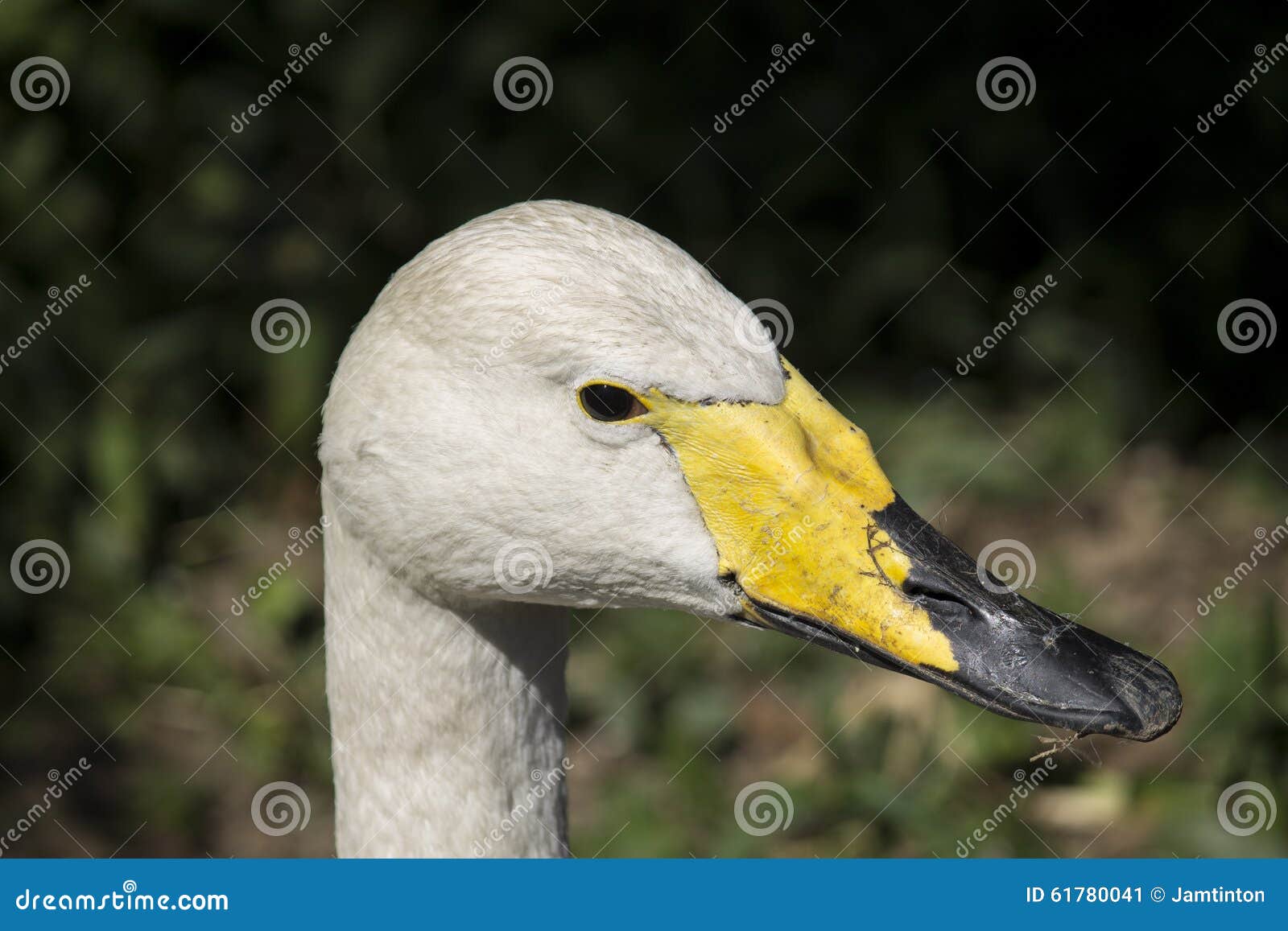 Whopper swan portrait. stock image. Image of face, whooper - 61780041