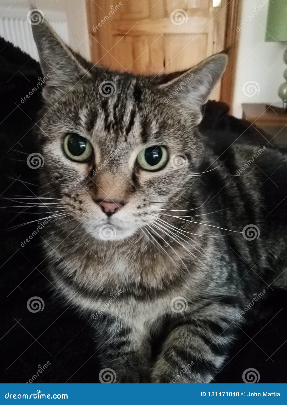 Cat on Camera! stock photo. Image of likes, camera, view - 131471040