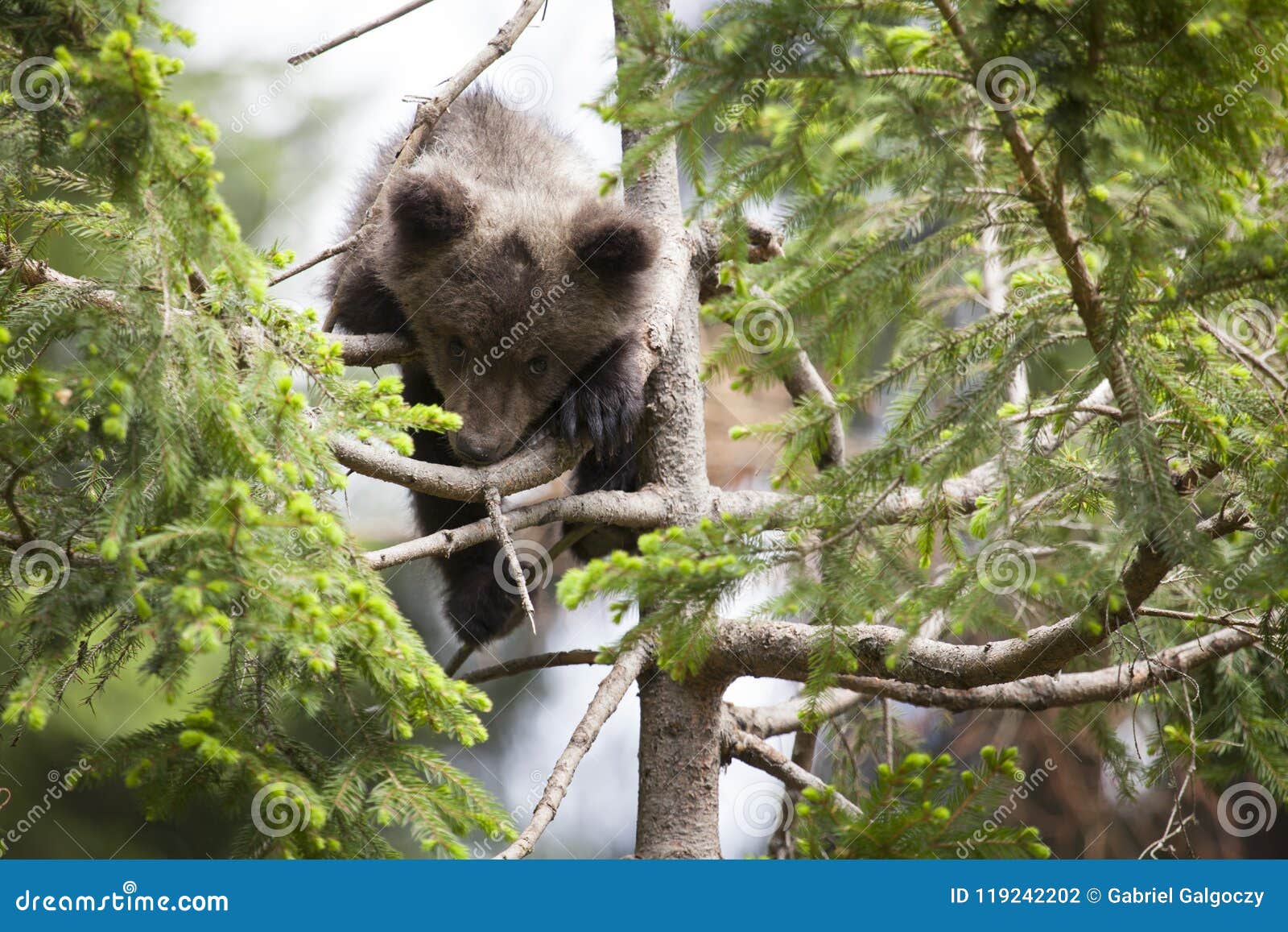 Why did i climb here stock photo. Image of scared, tree - 119242202