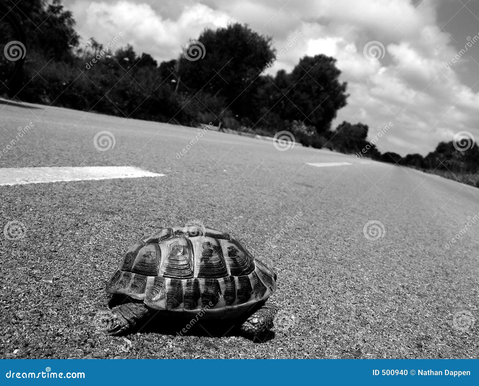 Why Did the Turtle Cross the Road Stock Photo - Image of lookout, feet ...
