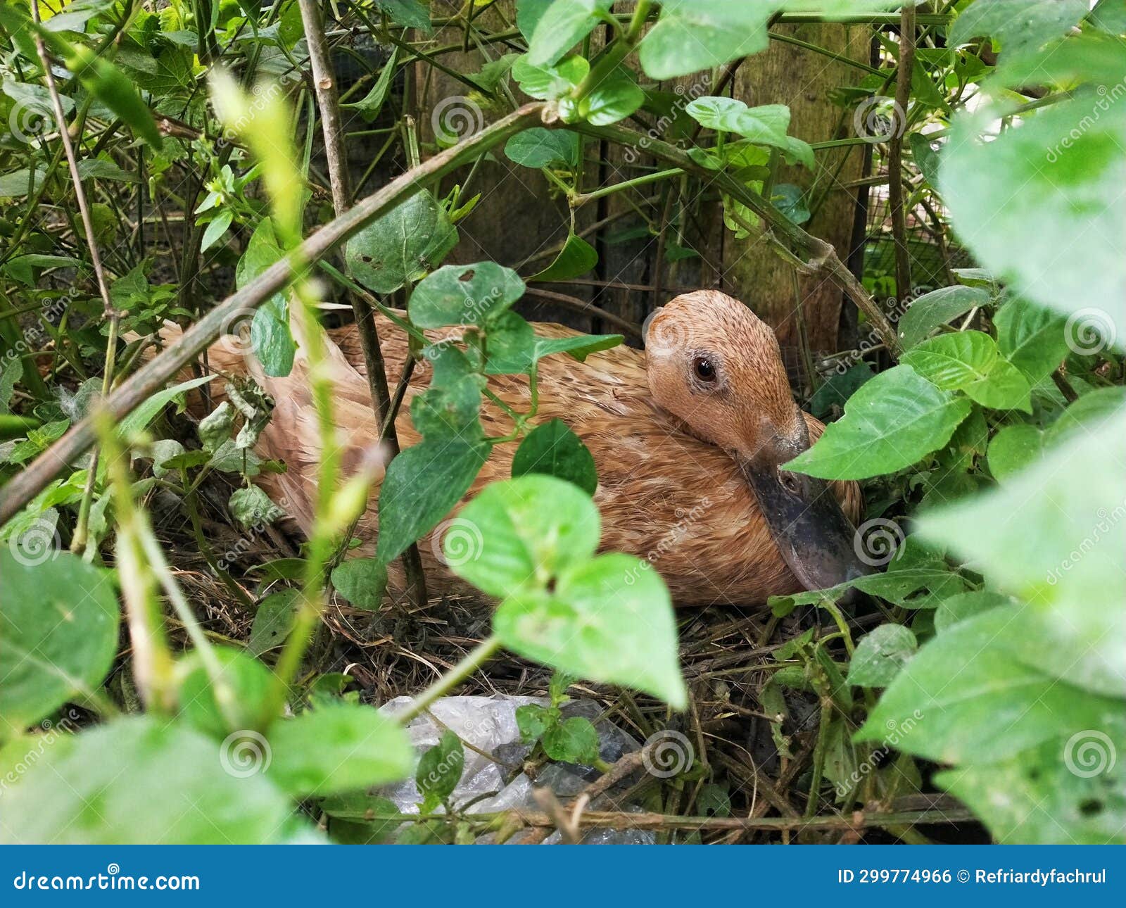 Why Do Ducks Incubate Their Eggs? Stock Photo - Image of ducks, farm ... Why Do Ducks Incubate Their Eggs? Stock Photo - Image of ducks, farm ...